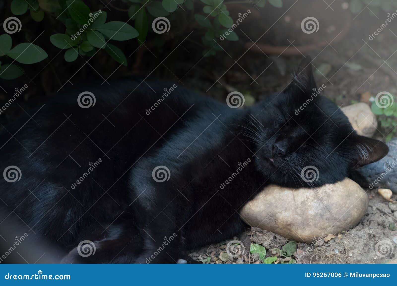 A Black Domestic Cat Sleeping on Rock Stock Photo - Image of animal ...