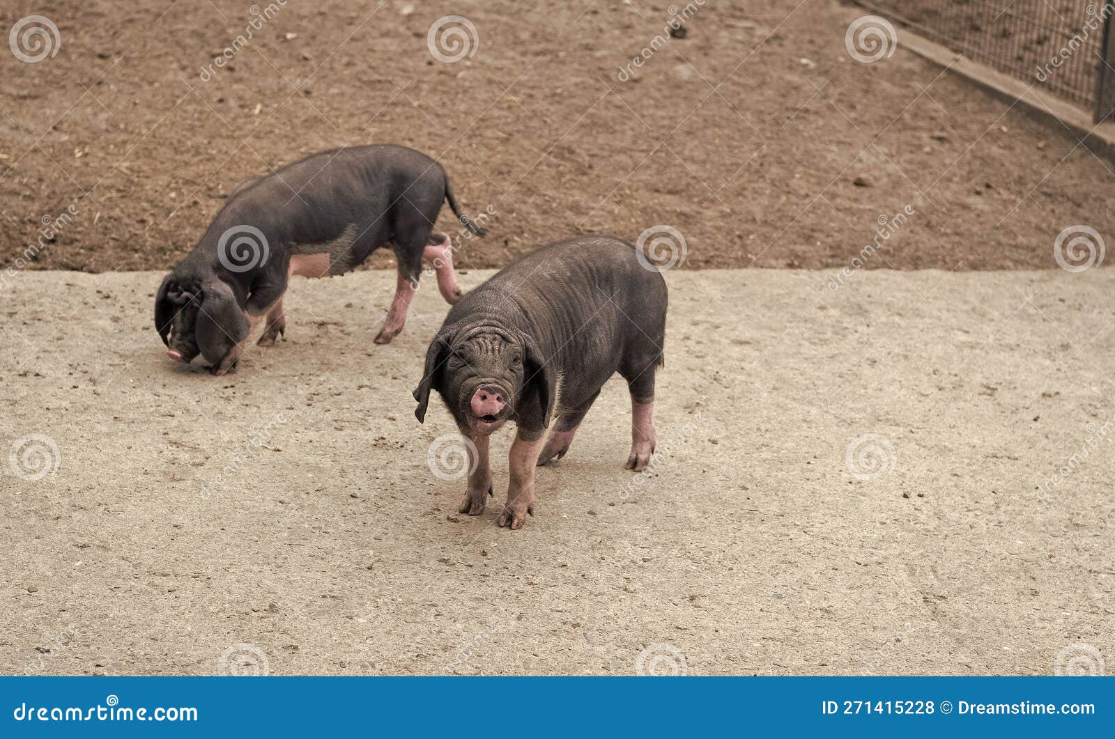Meishan Pigs