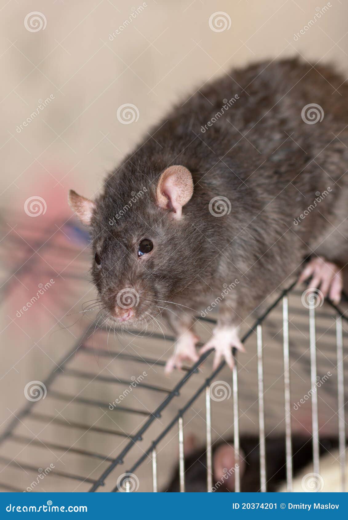 The black domestic rat stock image. Image of wire, close - 20374201