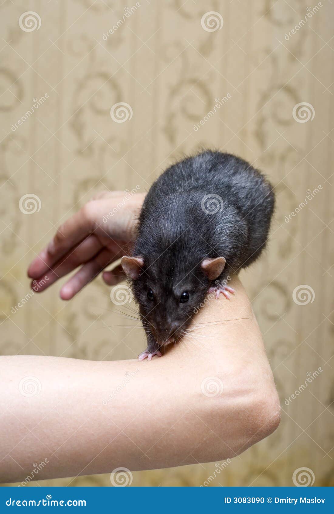 Black domestic rat stock photo. Image of macro, rodents - 3083090