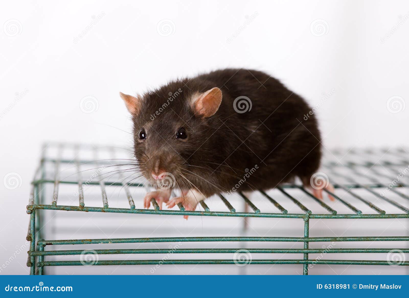 Black domestic rat stock image. Image of rodent, white - 6318981