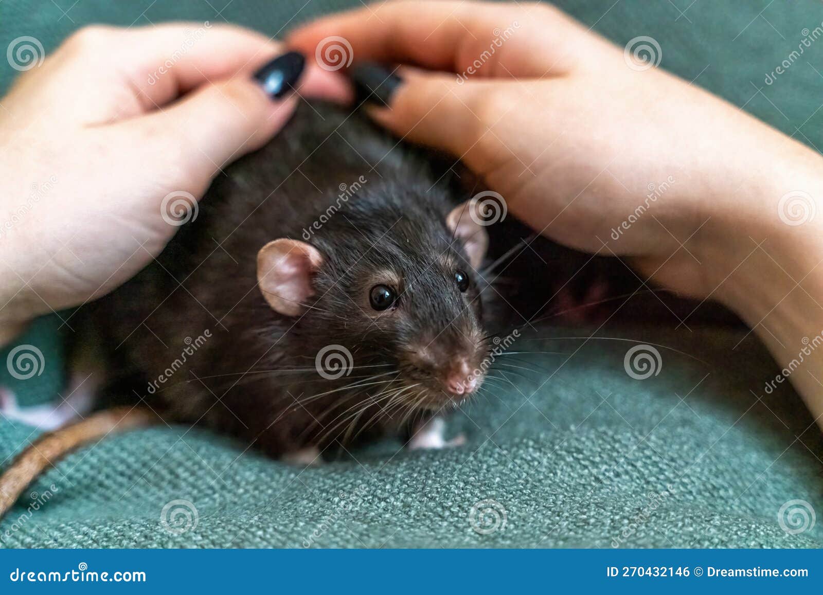 Black Domestic Rat Dumbo in Female Hands. Stock Photo - Image of ...