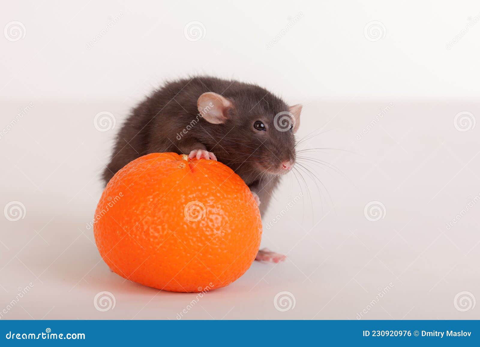 Black Domestic Rat with Orange Stock Photo - Image of backgrounds ...
