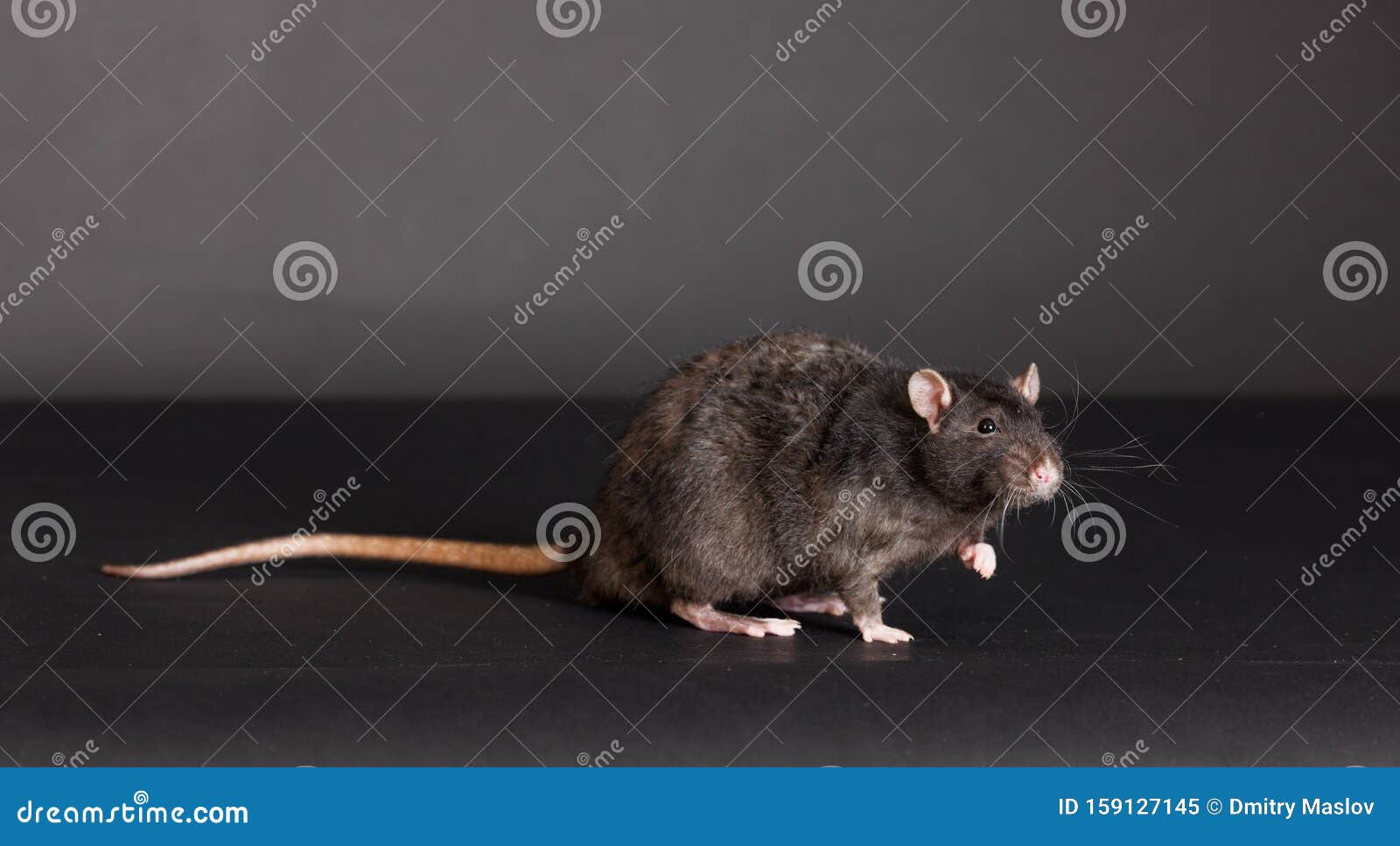 Black domestic rat stock image. Image of macro, studio - 159127145