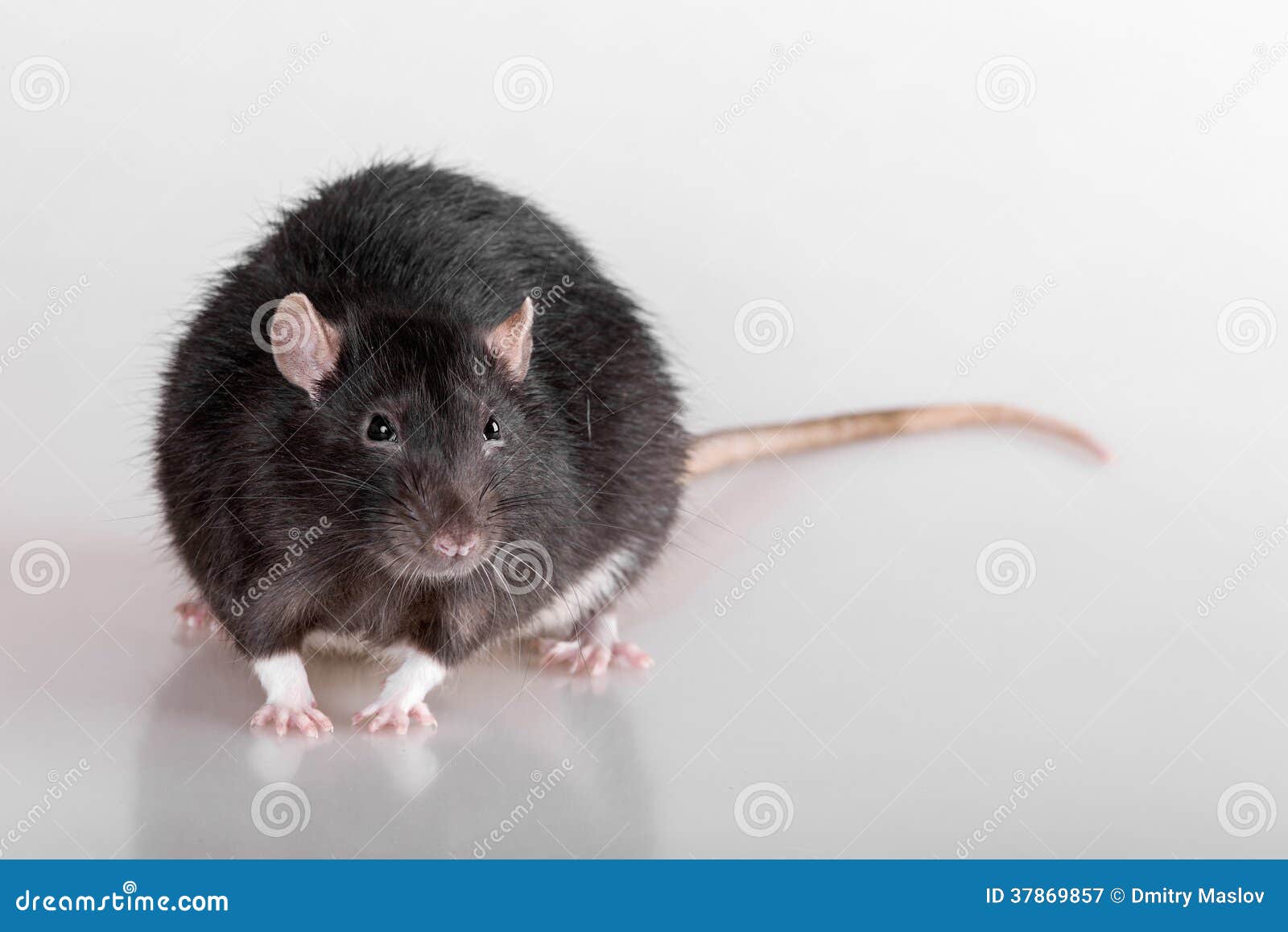 Black domestic rat stock image. Image of whisker, fluffy - 37869857