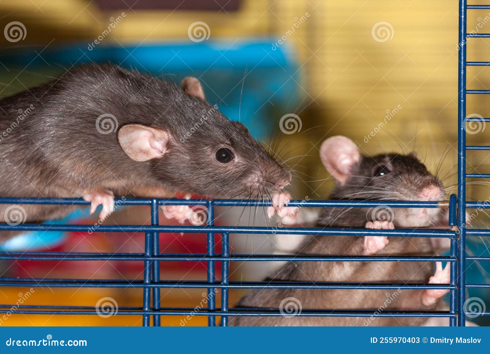 Black domestic rats stock image. Image of rats, indoors - 255970403
