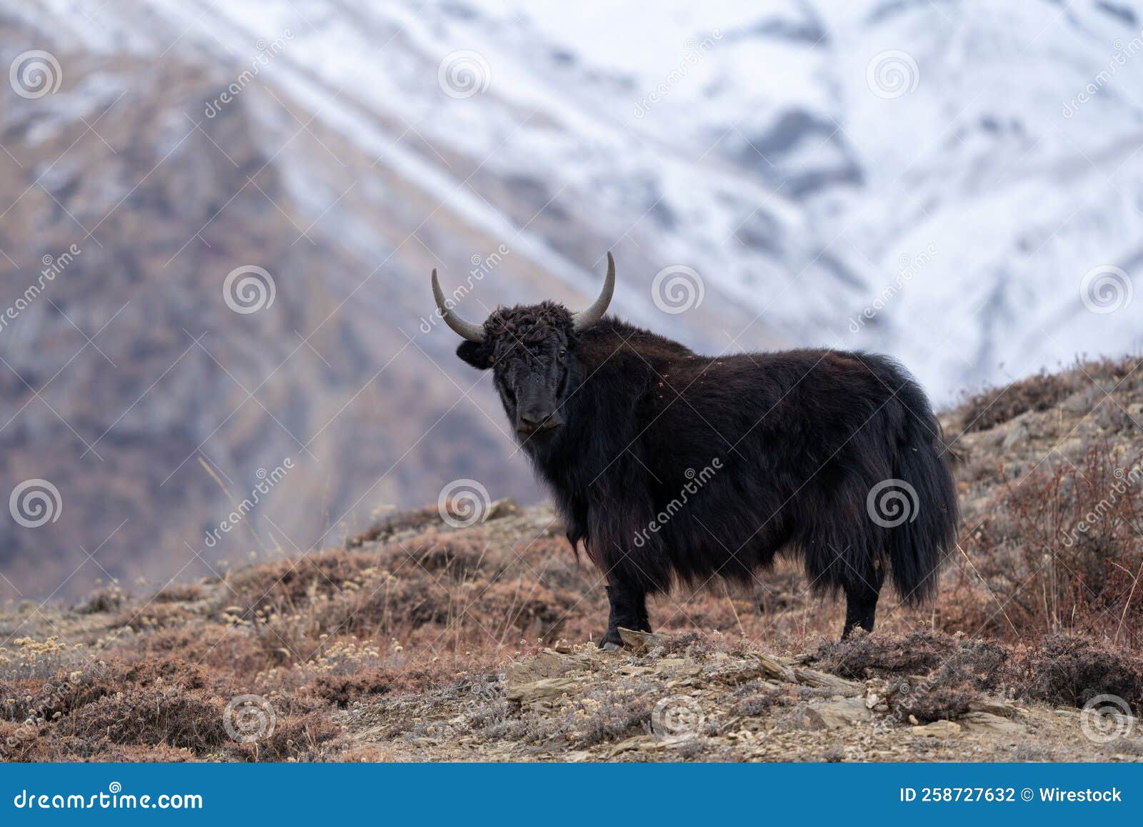 Black Domestic Yak in a Field in the Mountains Stock Photo - Image of ...