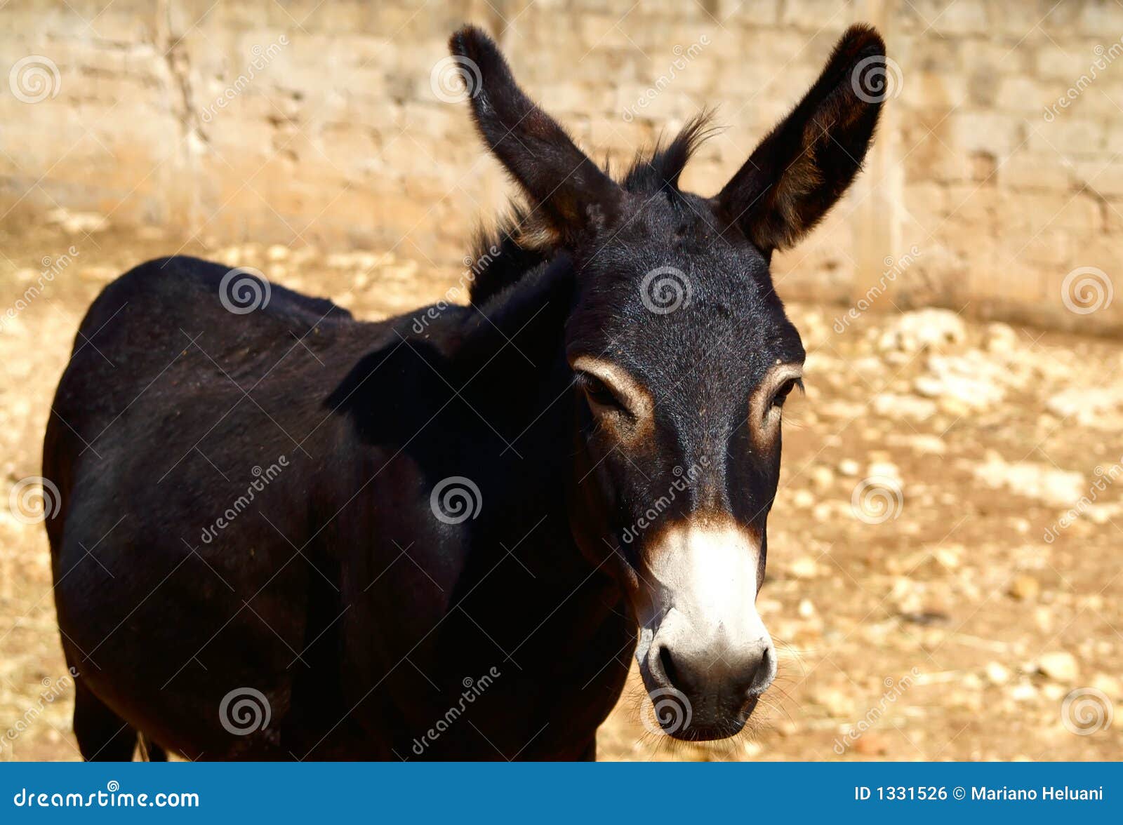 African Donkey
