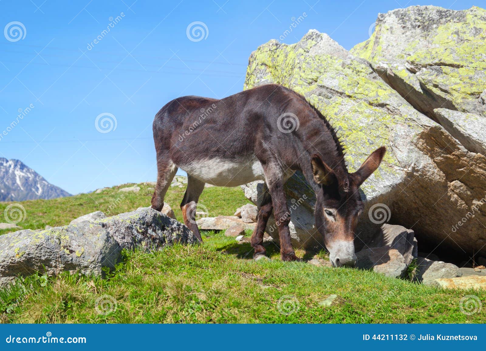 The Black Donkey Feeds by Grass Stock Photo - Image of asinus, farming ...