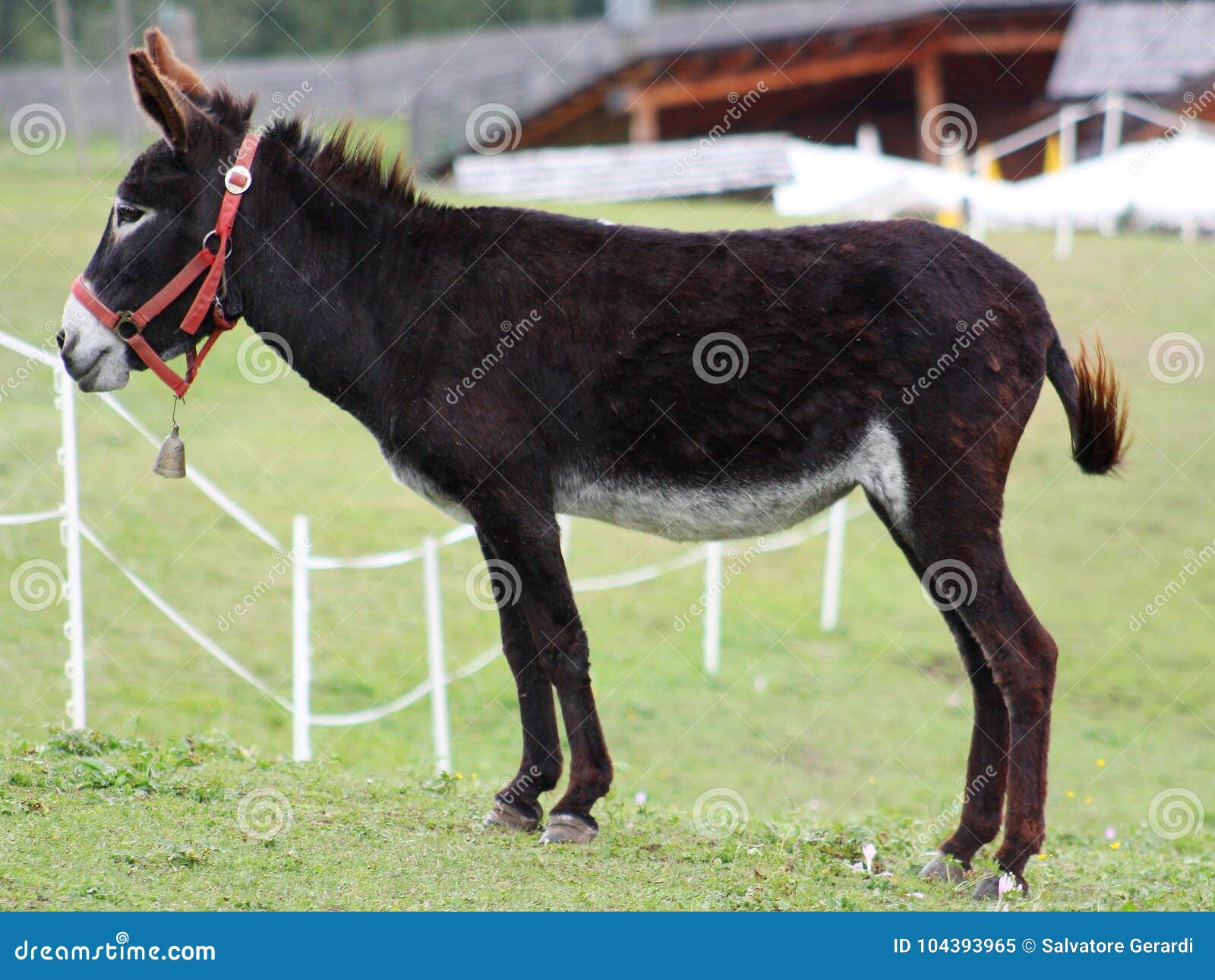 Black Donkey Resting on a Grass Field Stock Image - Image of outdoors ...