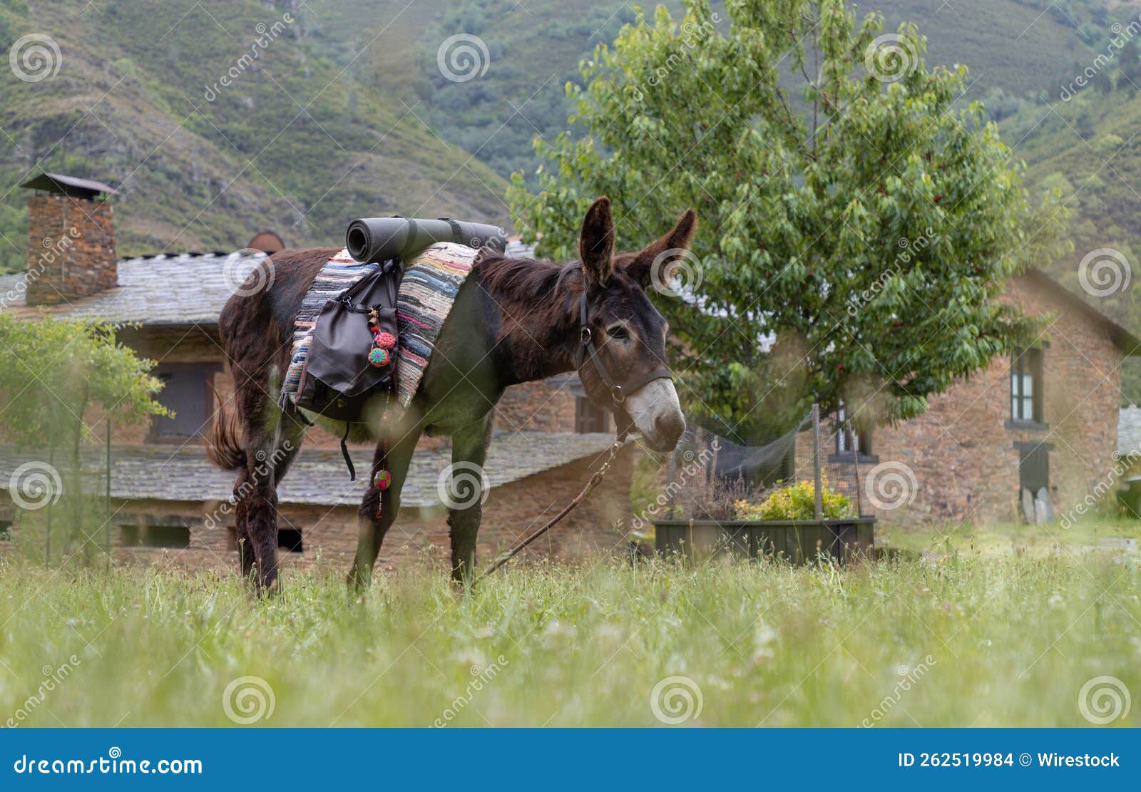 Black Donkey with a Saddle in a Field with Buildings and Hills in the ...