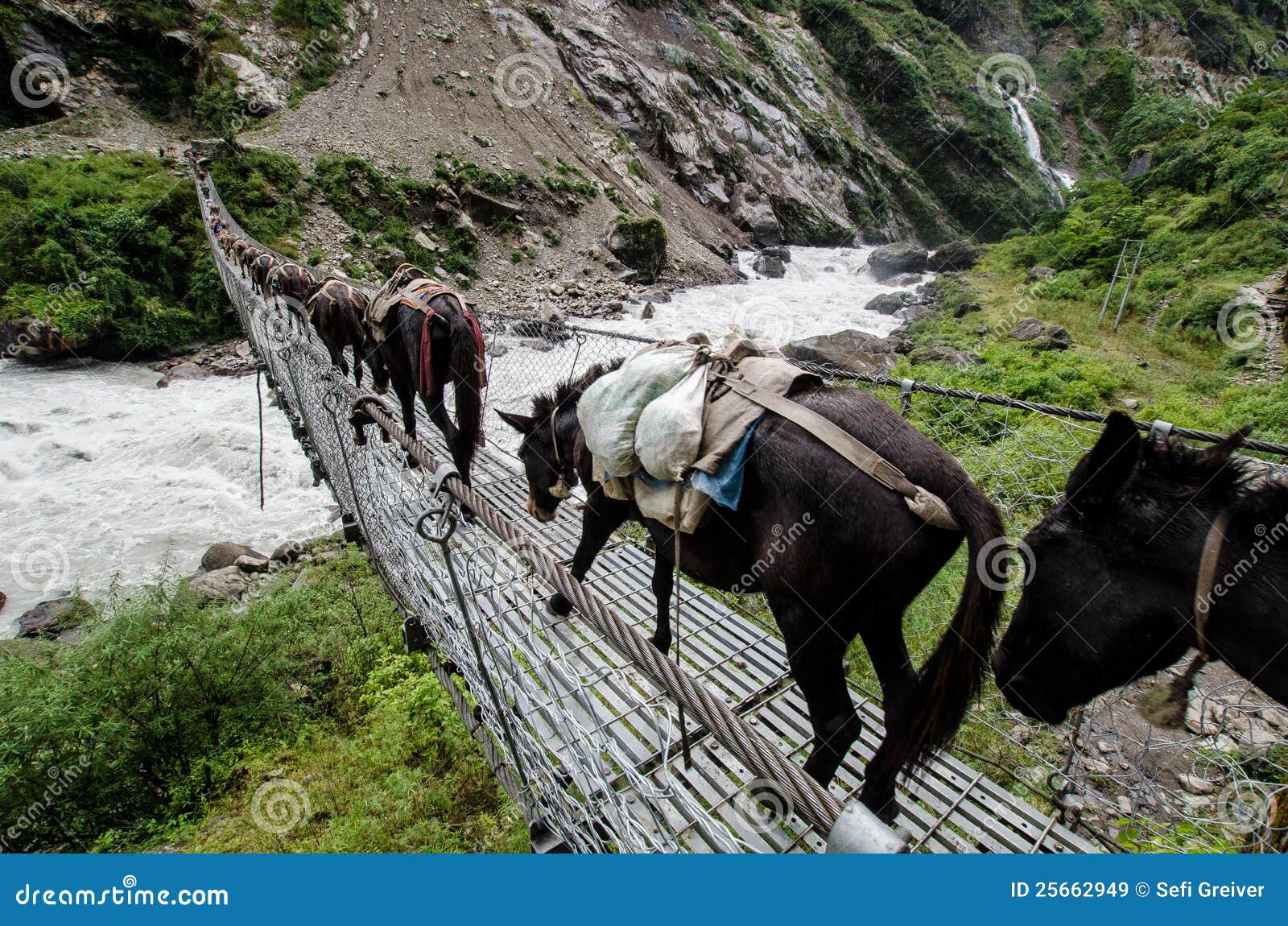 Black Donkeys Crossing a Bridge Stock Image - Image of road, nepal ...
