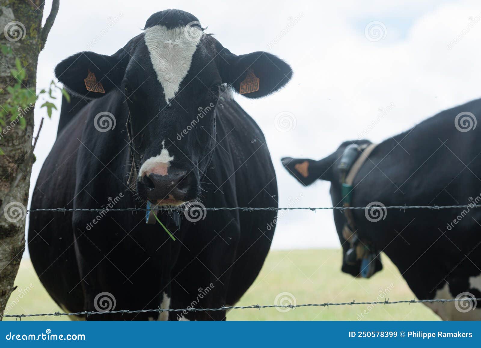 2 Black Dotted Cows in the Field Stock Image - Image of nature ...