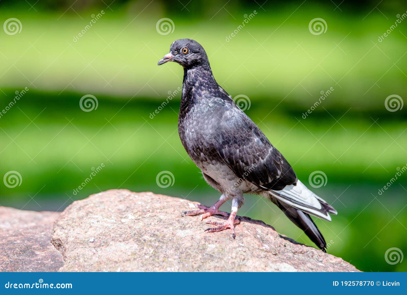 A black dove stock photo. Image of black, wings, beak - 192578770