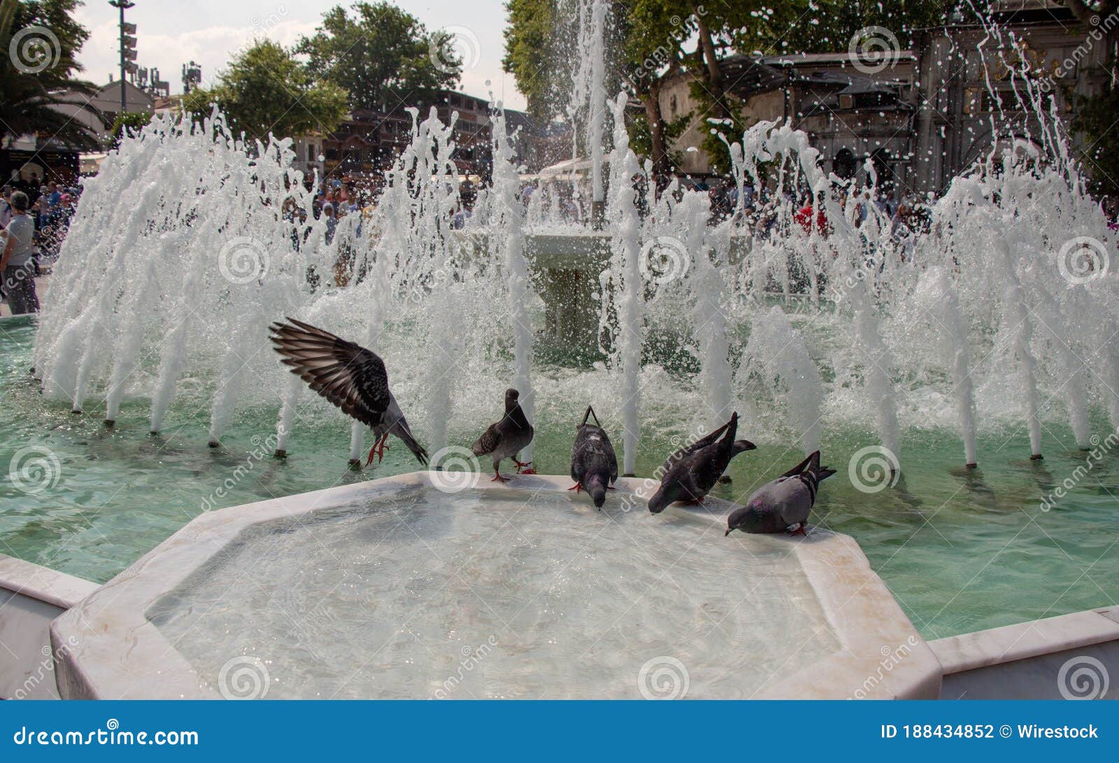 Black Doves Drinking Water from a Fountain in the Park Stock Photo ...