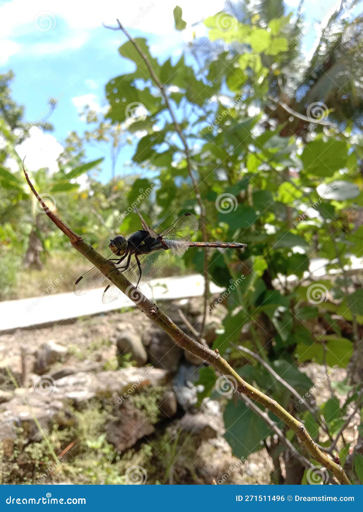 A Black Dragonfly Hiding from the Hot Sun Stock Photo - Image of hiding ...