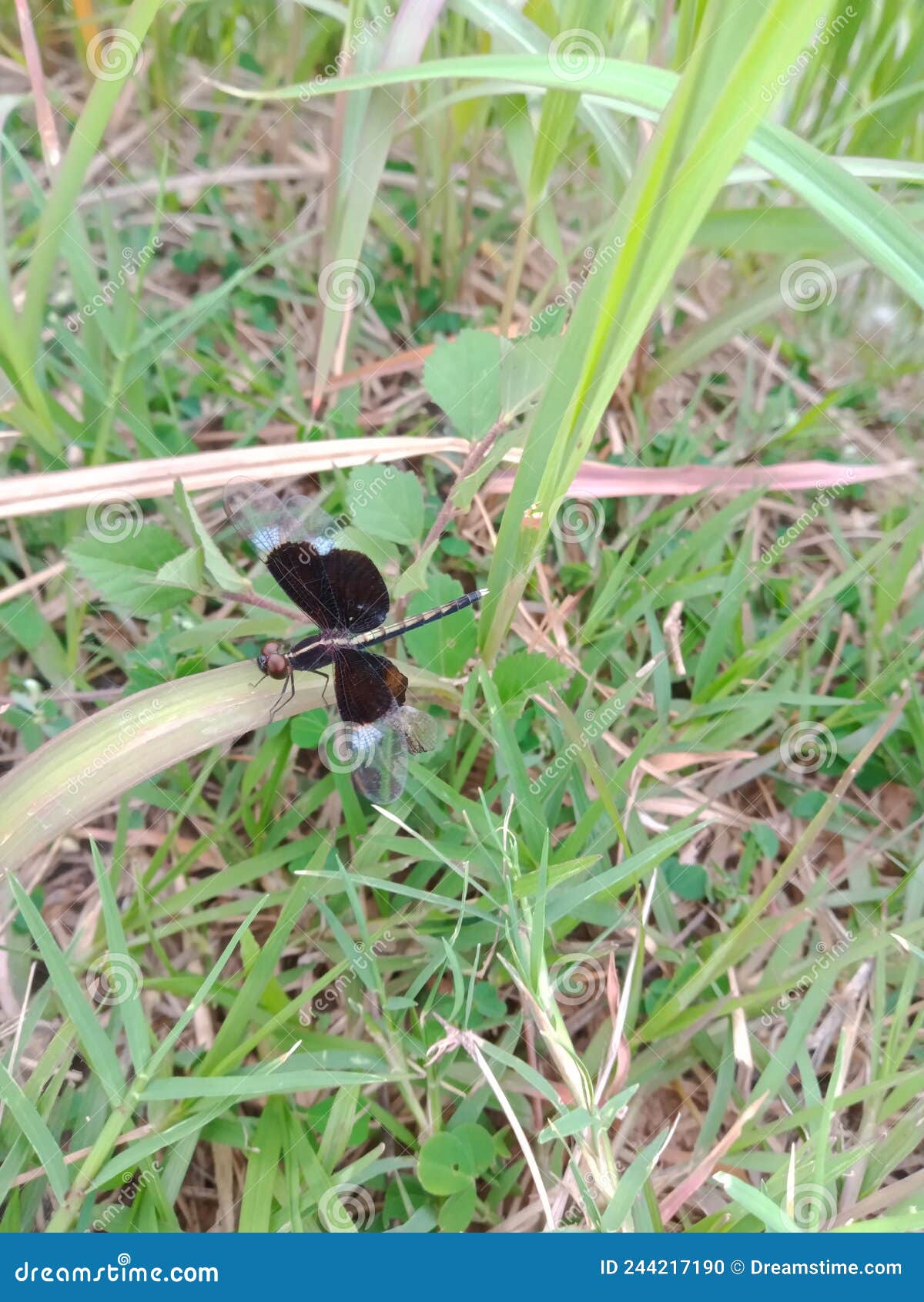 Black dragonfly sleeping stock photo. Image of nature - 244217190