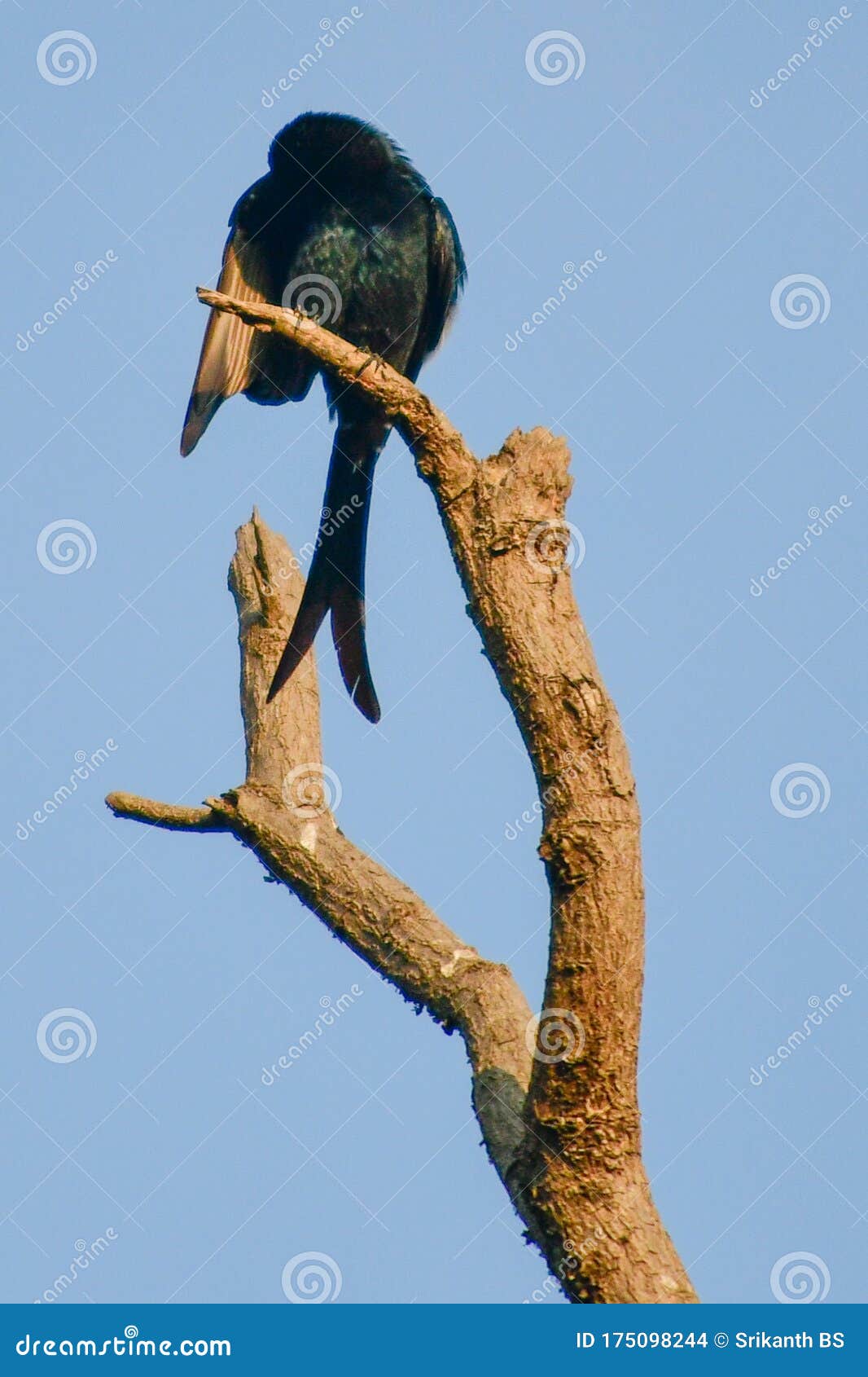 Black Black Drango is a Bird with Swift Flying and Insect Catching ...