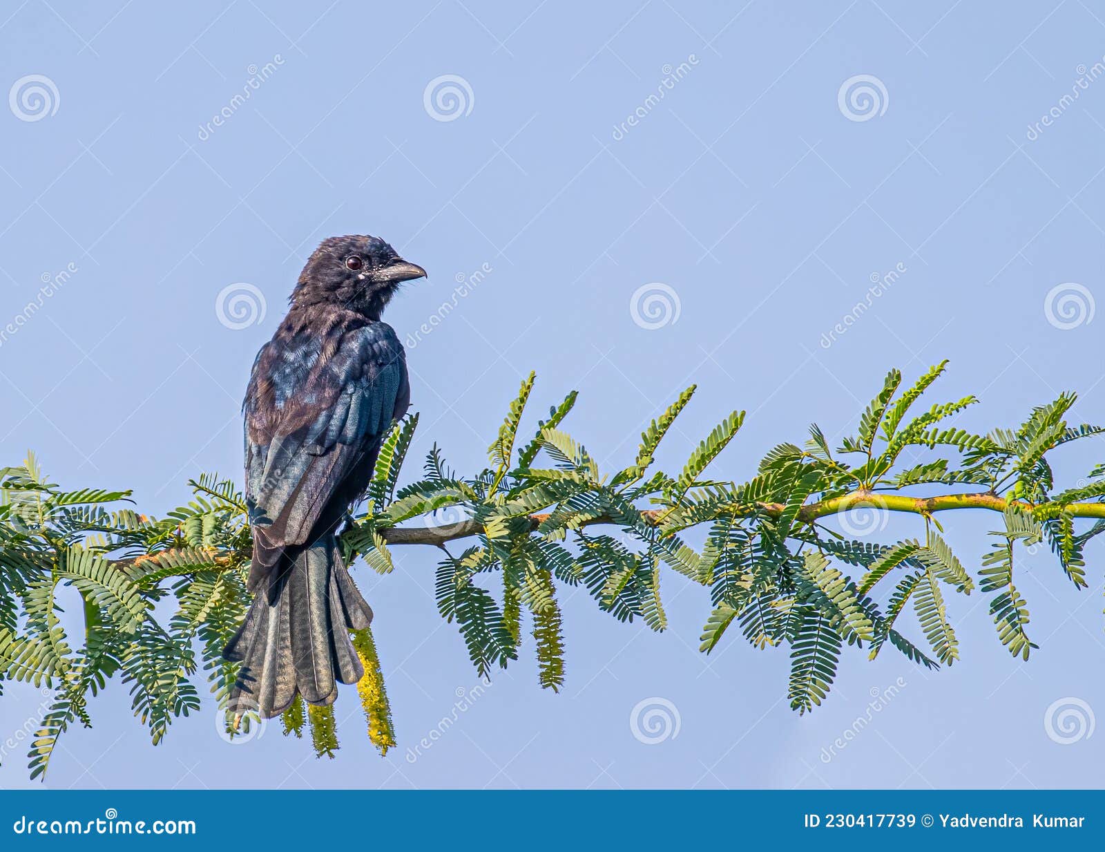 Black Drango Sitting on Tree Stock Image - Image of beautiful, focus ...