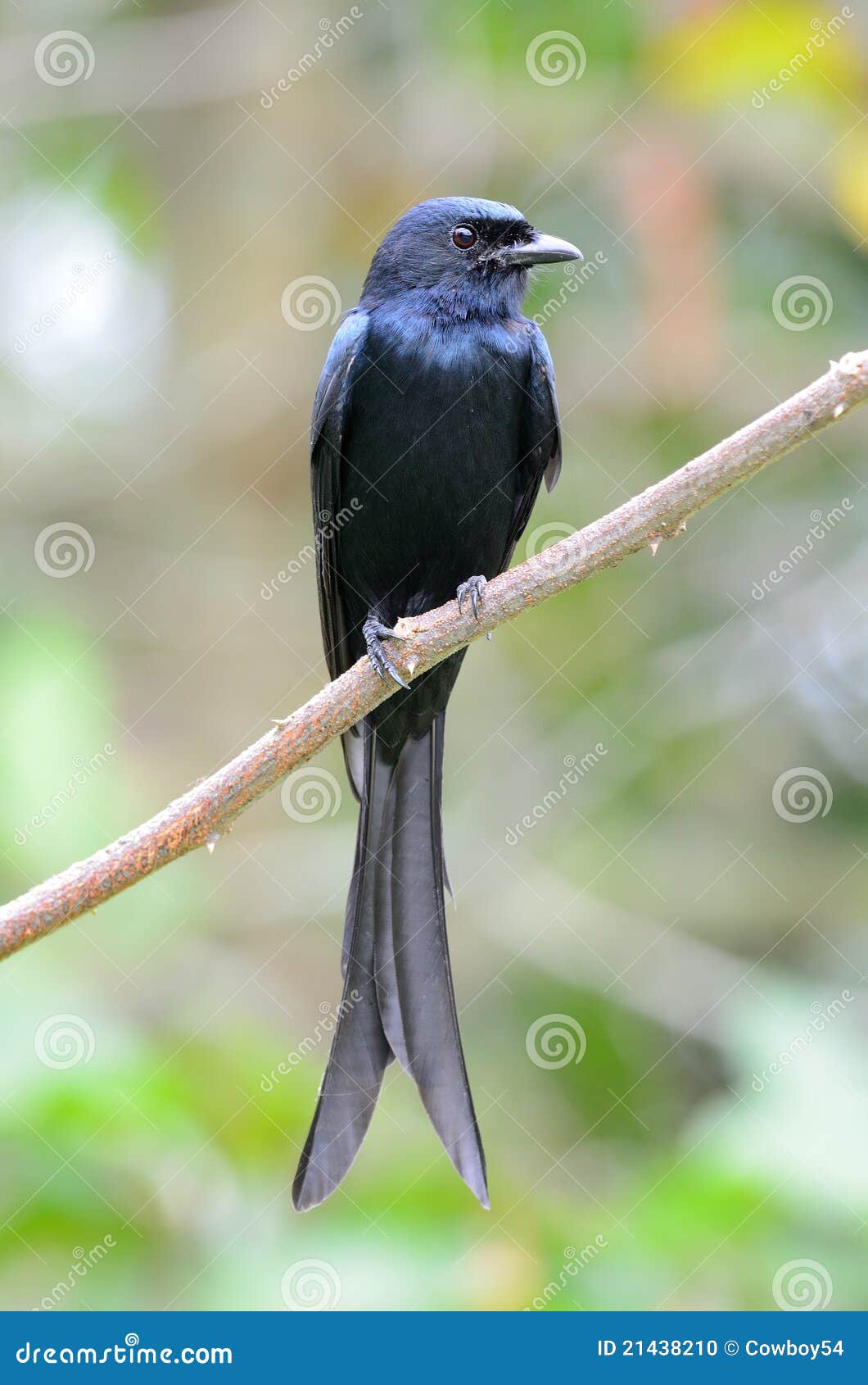 Black drongo stock photo. Image of look, macrocercus - 21438210