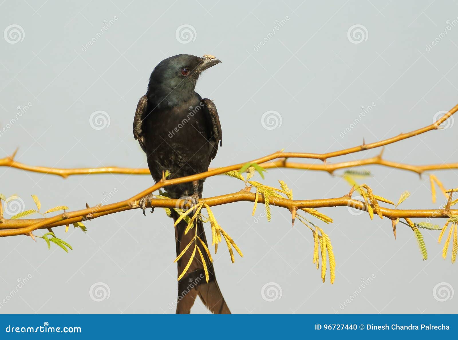 Black drongo bird stock photo. Image of tree, natural - 96727440