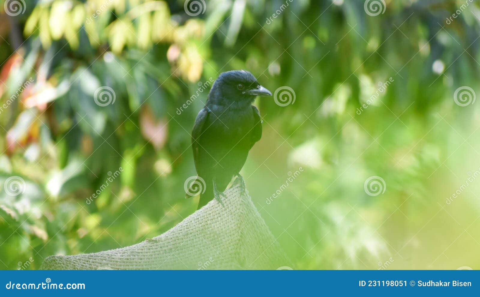 Black Drongo Bird on Stick Common Birds in India Stock Image - Image of ...