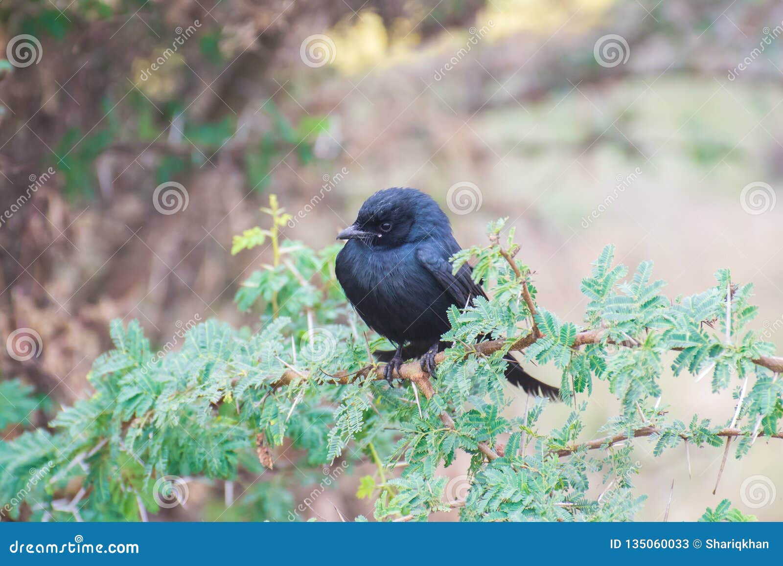 Black Drongo on Babool Tree Stock Image - Image of dewas, macrocercus ...