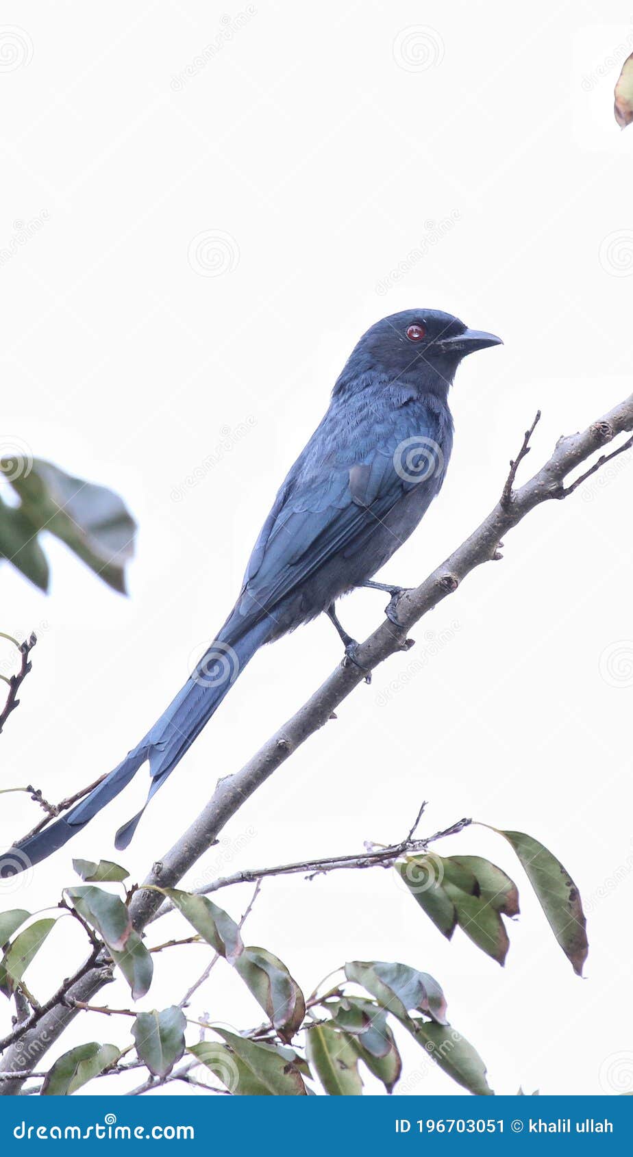 Black drongo swat stock image. Image of drongo, bird - 196703051