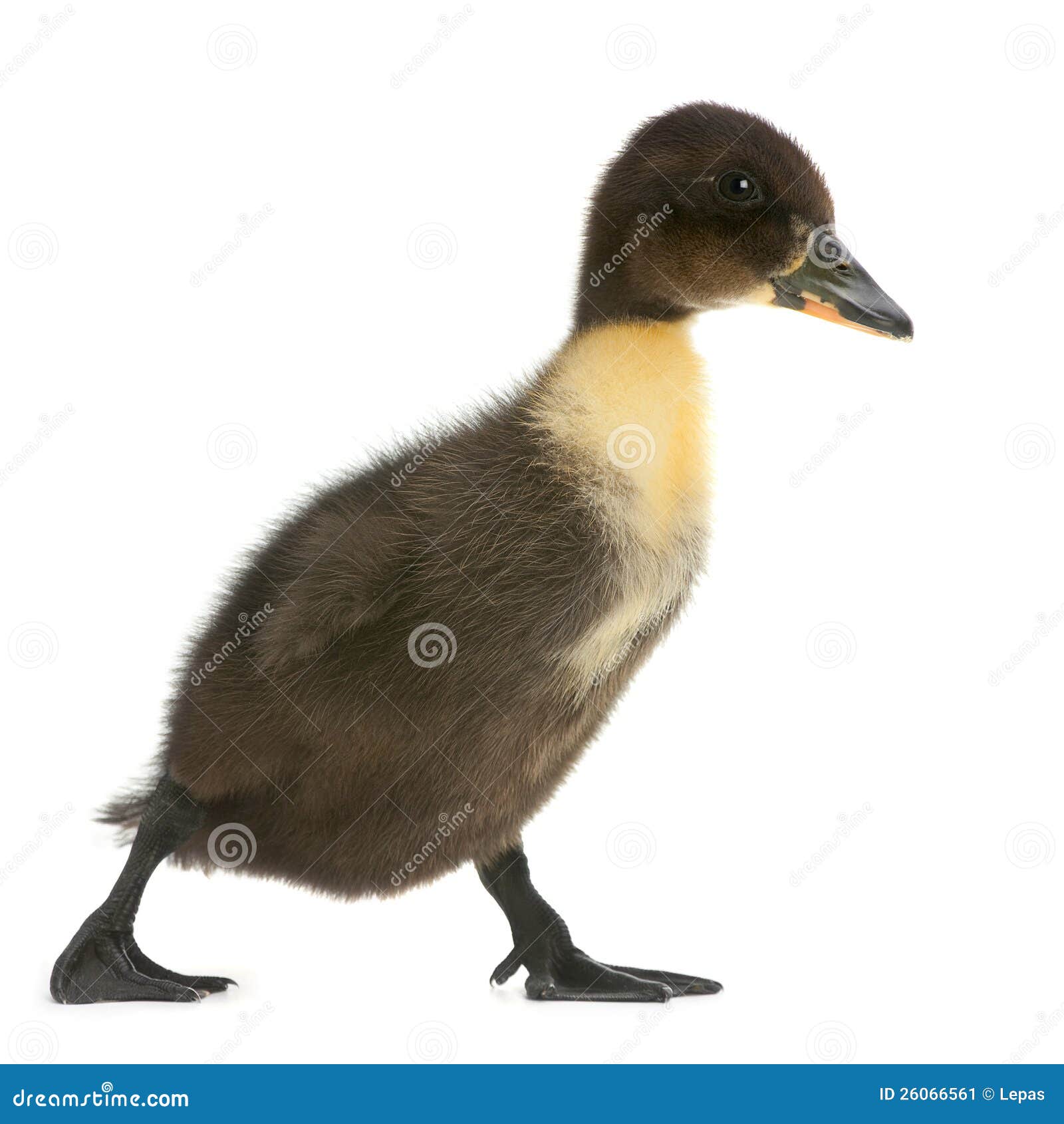 Black duck stock image. Image of black, tiny, yellow - 26066561