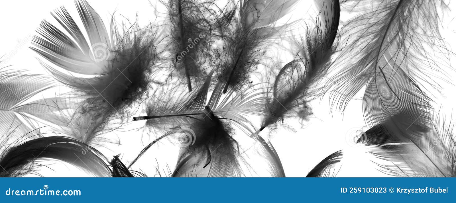 Black Duck Feathers on a White Isolated Background Stock Image - Image ...