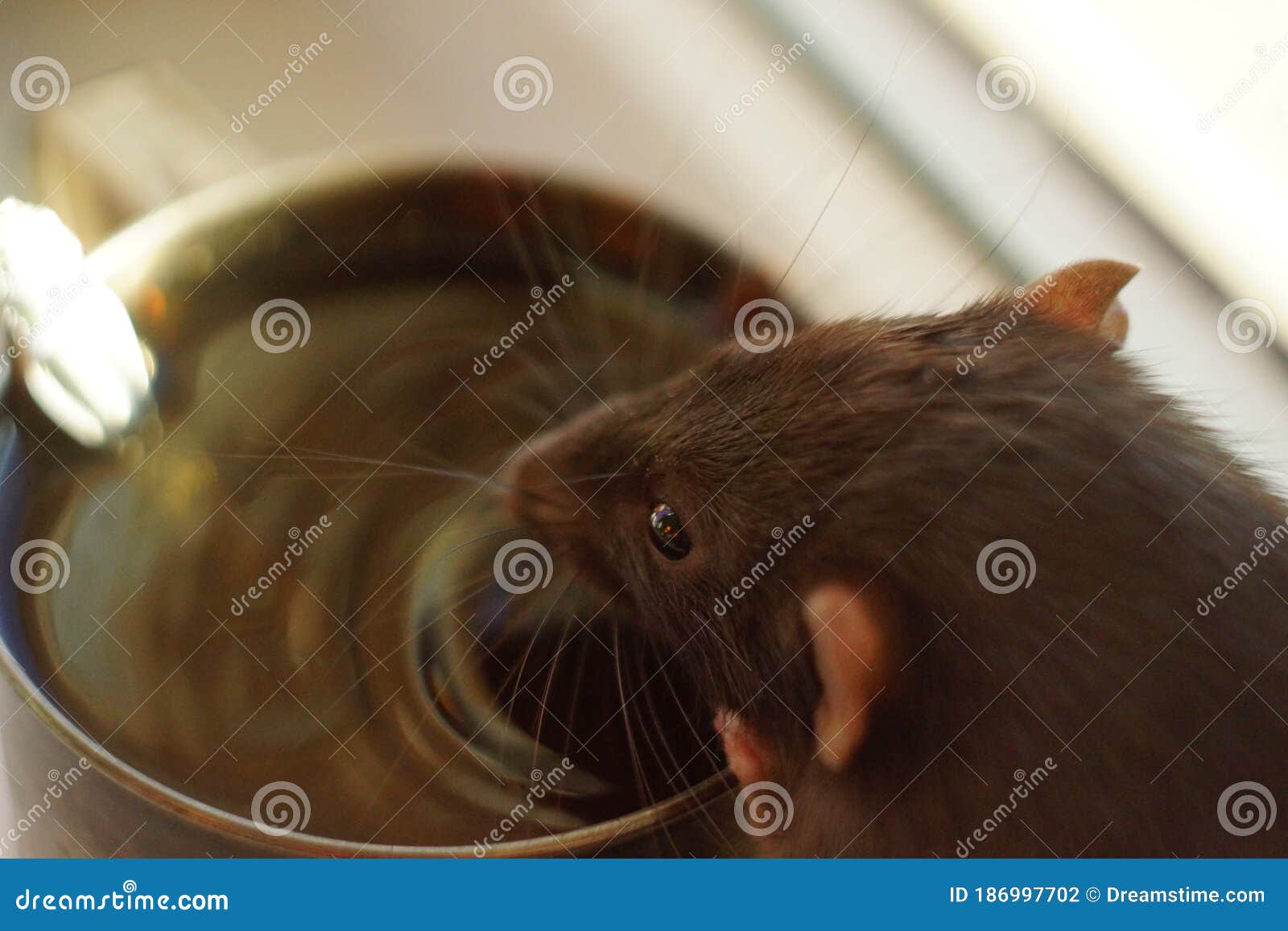 A Rat Drinking Tea from a Mug Stock Photo - Image of mustache, black ...