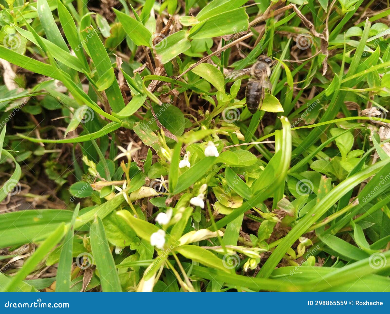 Black Dwarf Honey Bee on Virginia Button Weed. Regular RF Image Stock ...