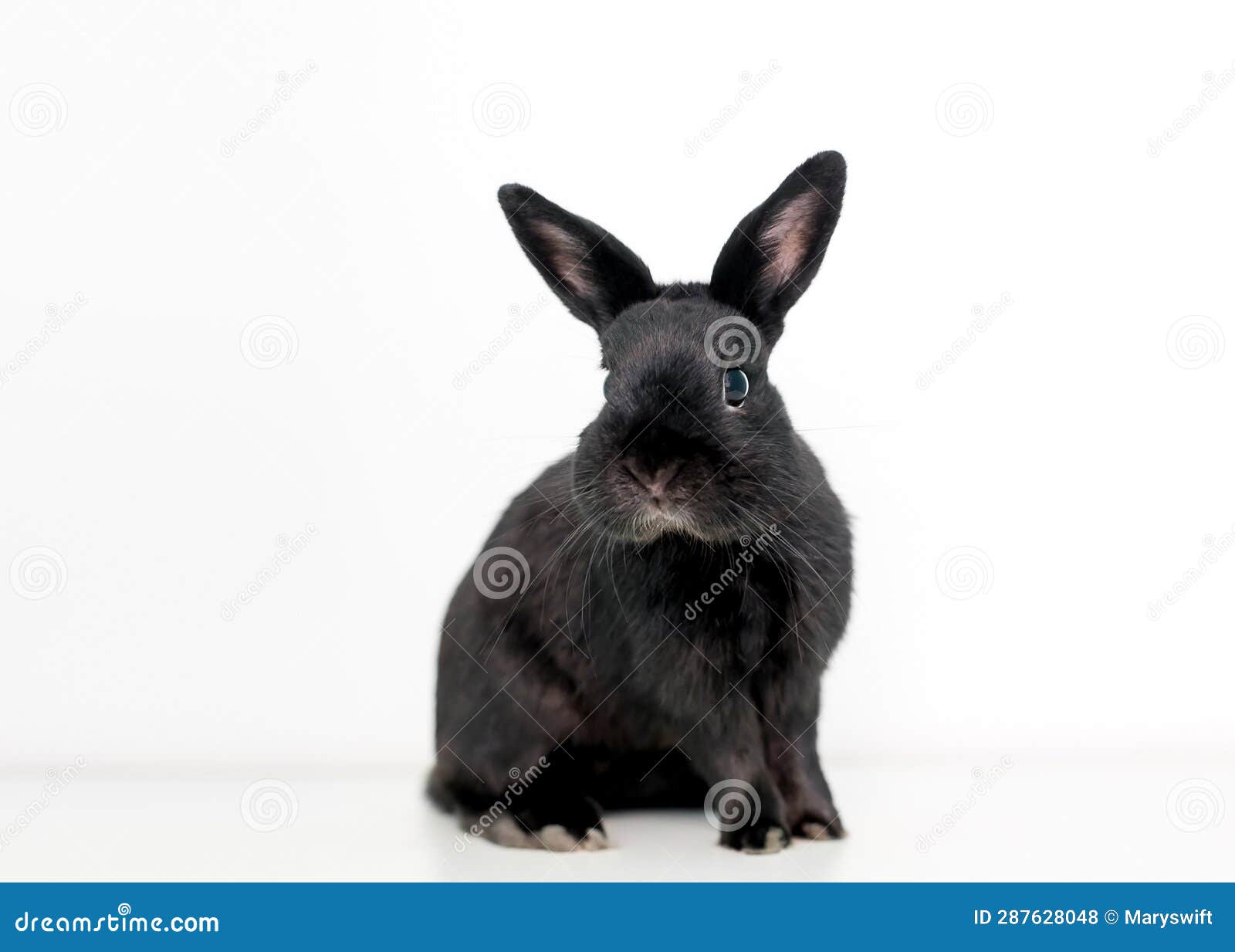 A Black Dwarf Mixed Breed Pet Rabbit Sitting Stock Photo - Image of ...