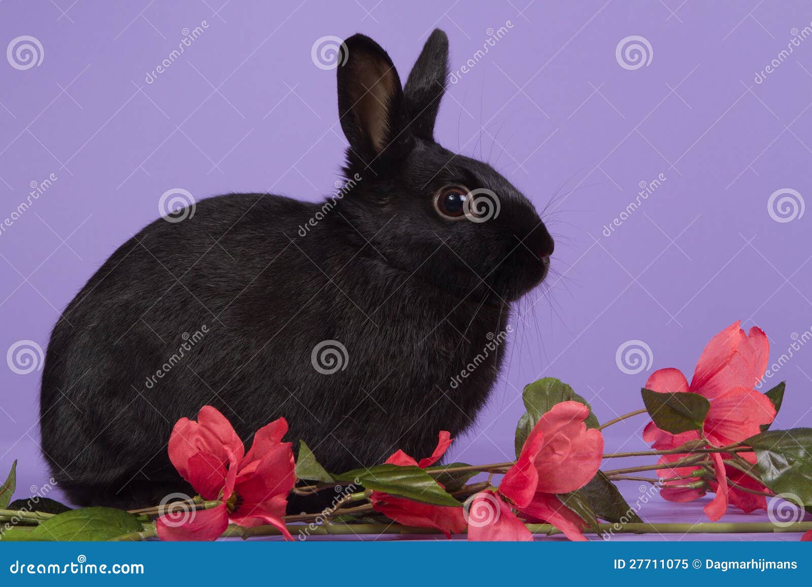 Black Dwarf Rabbit