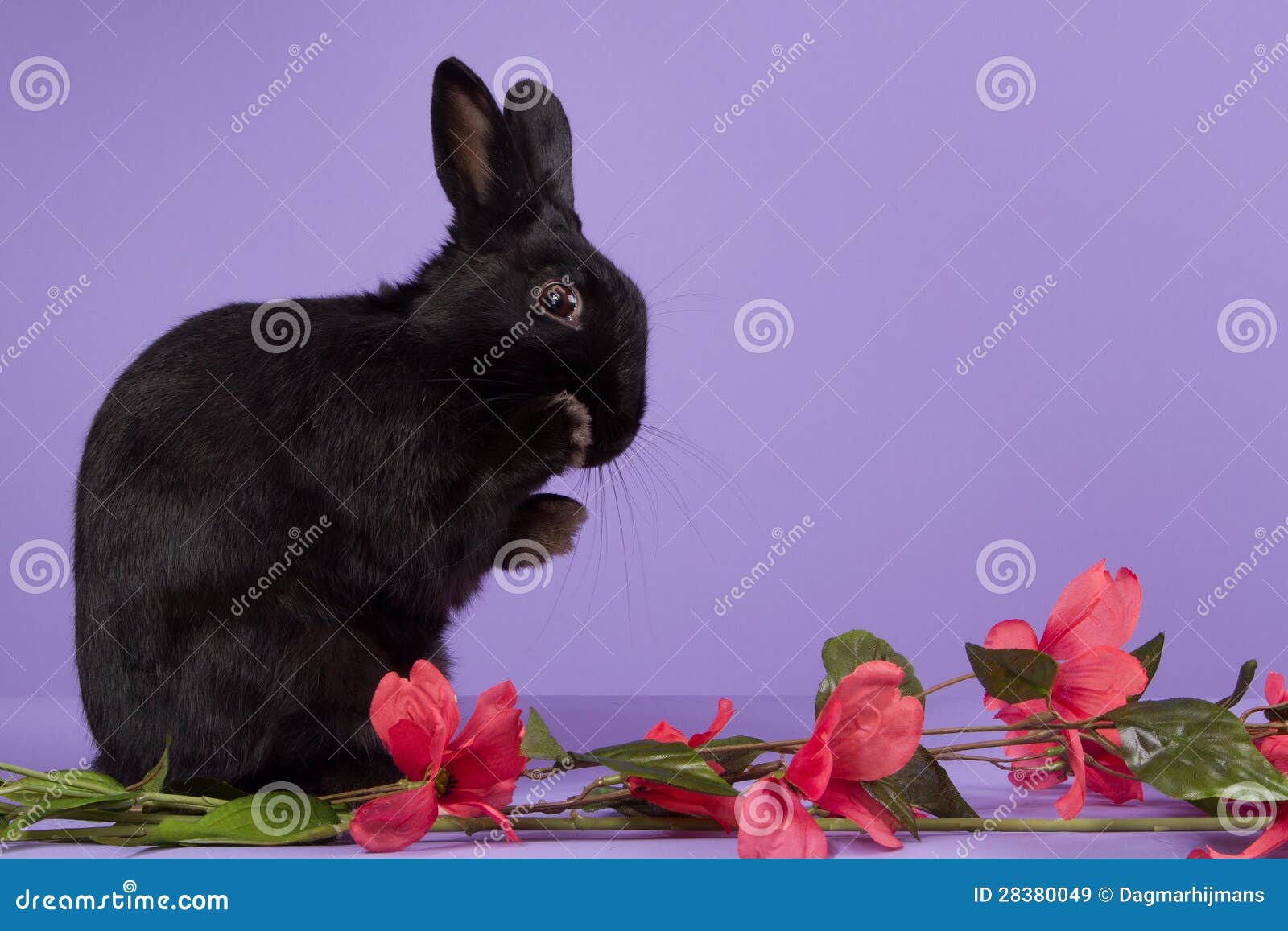 Black Dwarf Rabbit On A Purple Background Stock Image | CartoonDealer ...