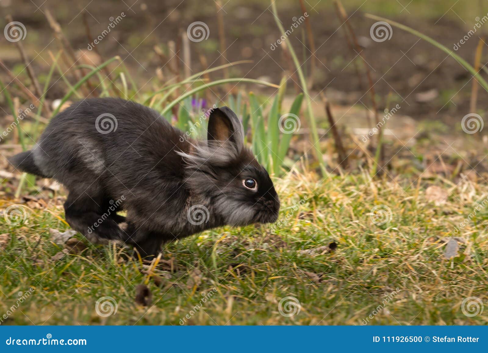 A Black Dwarf Rabbit Running and Jumping Stock Photo - Image of clean ...