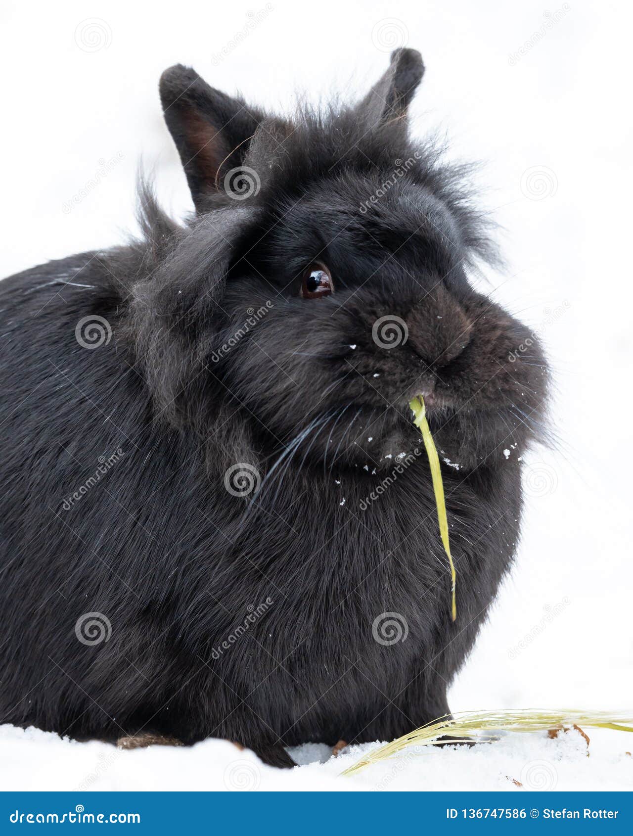 A Black Dwarf Rabbit Sitting in the Snow and Eating Grass Stock Photo ...