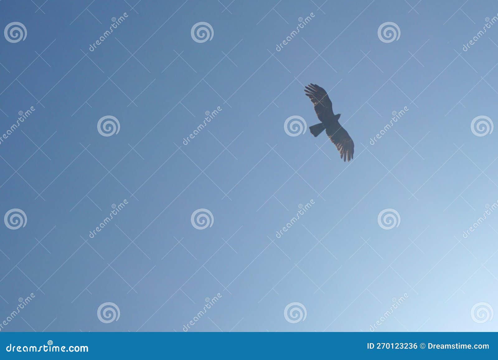 Black Eagle (Ictinaetus Malaiensis) Flying in the Blue Sky Stock Photo - Image of wing, blue ...
