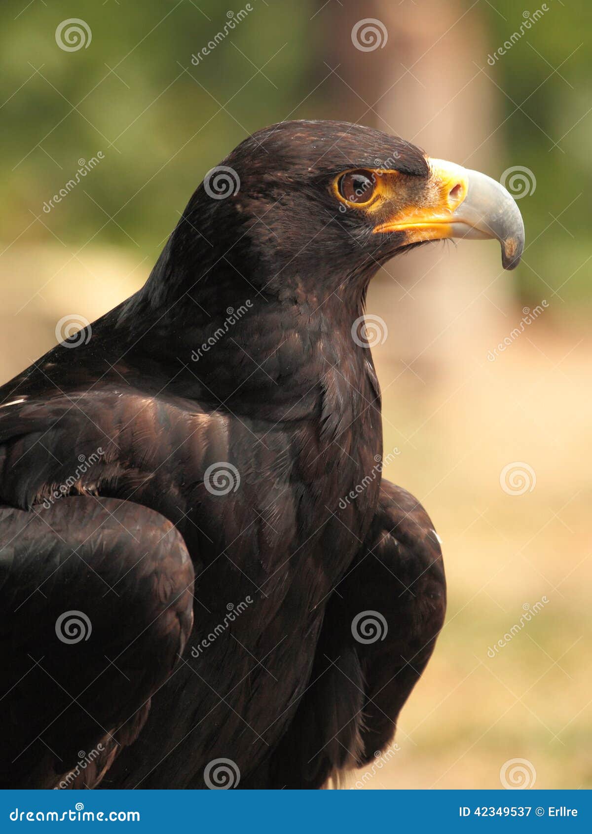 Black eagle stock image. Image of wing, carnivorous, wildlife - 42349537