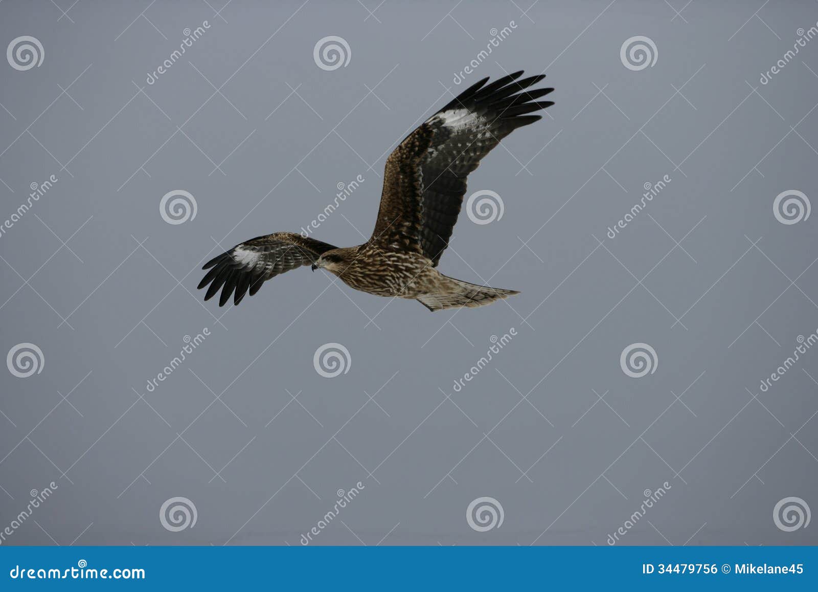 Black-eared Kite, Milvus Migrans Lineatus Stock Photo - Image of asia ...