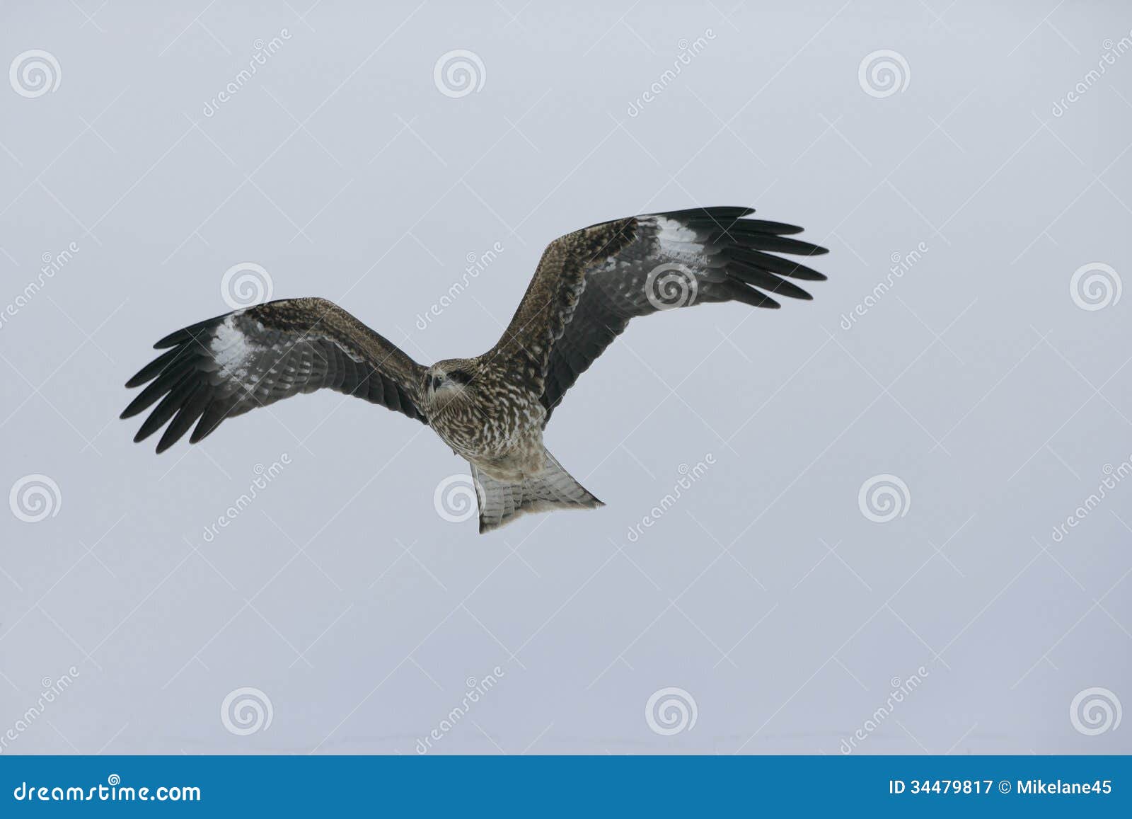 Black-eared Kite, Milvus Migrans Lineatus Stock Image - Image of asia ...