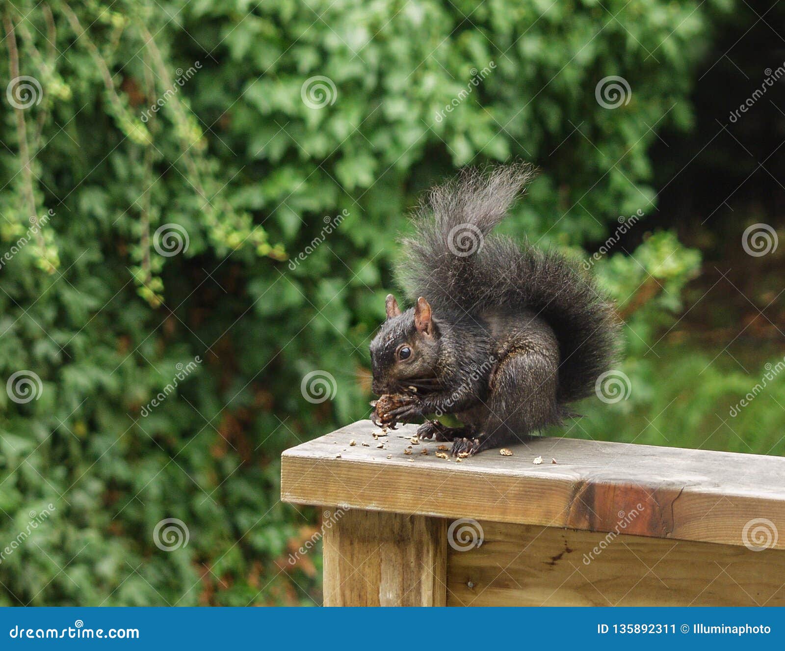 Black Eastern Grey Squirrel Eating Walnuts on a Wooden Railing. Stock ...