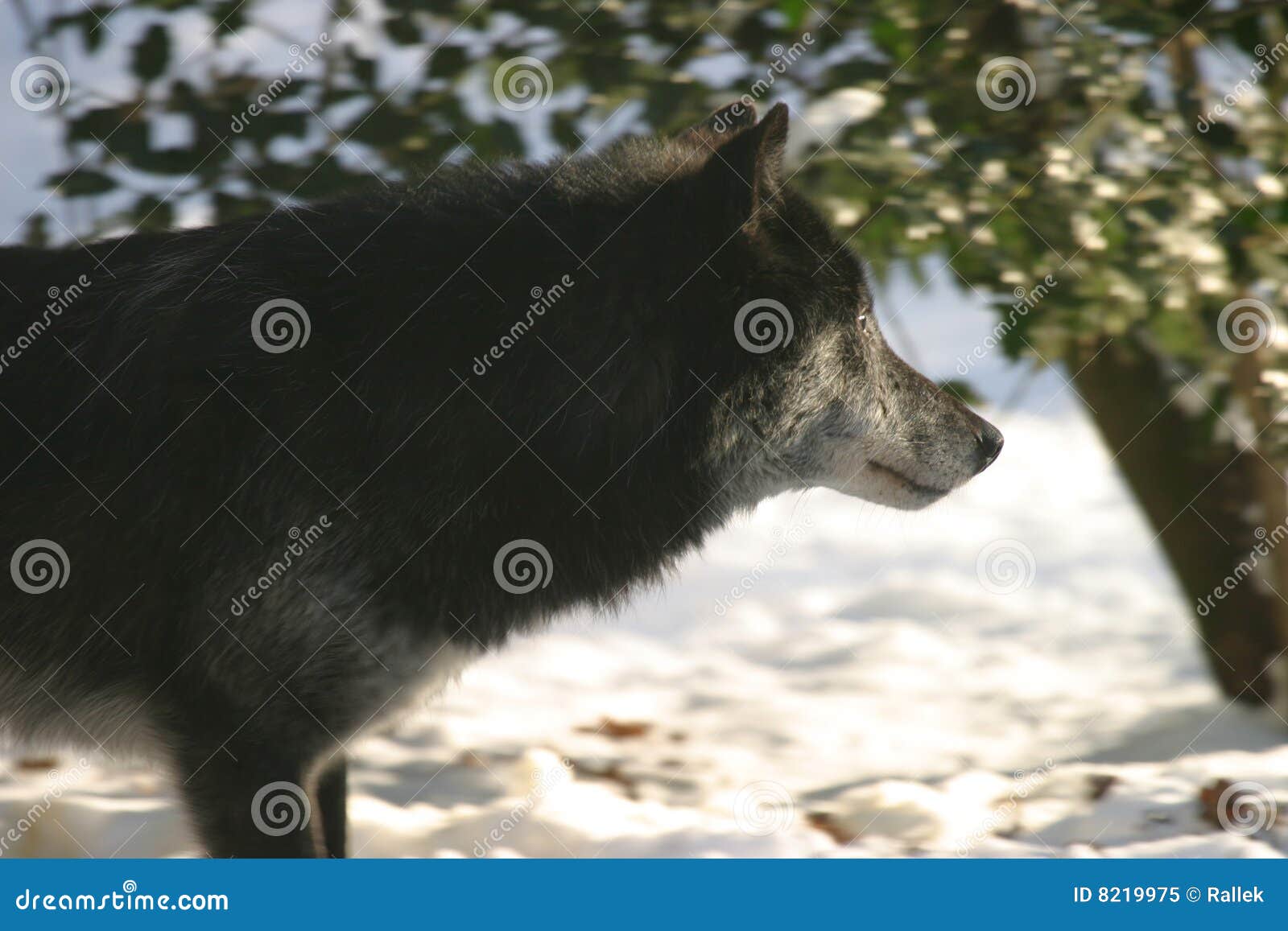 Black Eastern wolf stock image. Image of winter, inquisitive - 8219975