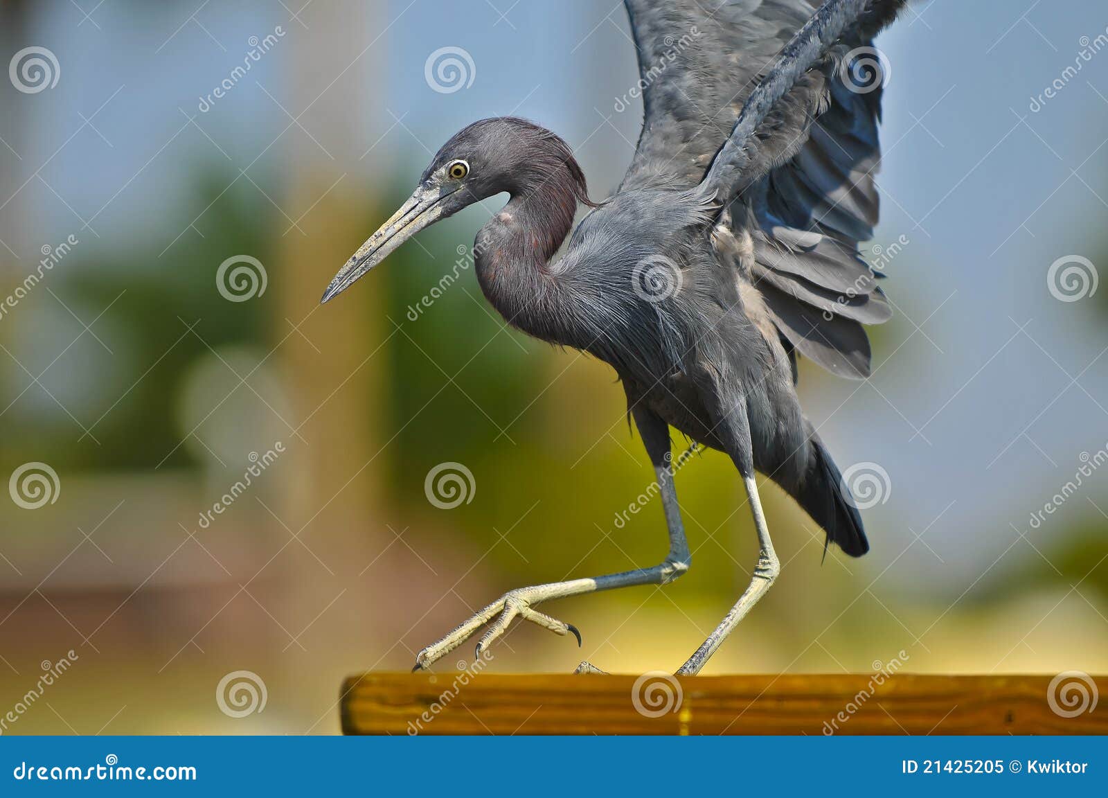 Black Egret stock image. Image of wildlife, legs, heron - 21425205