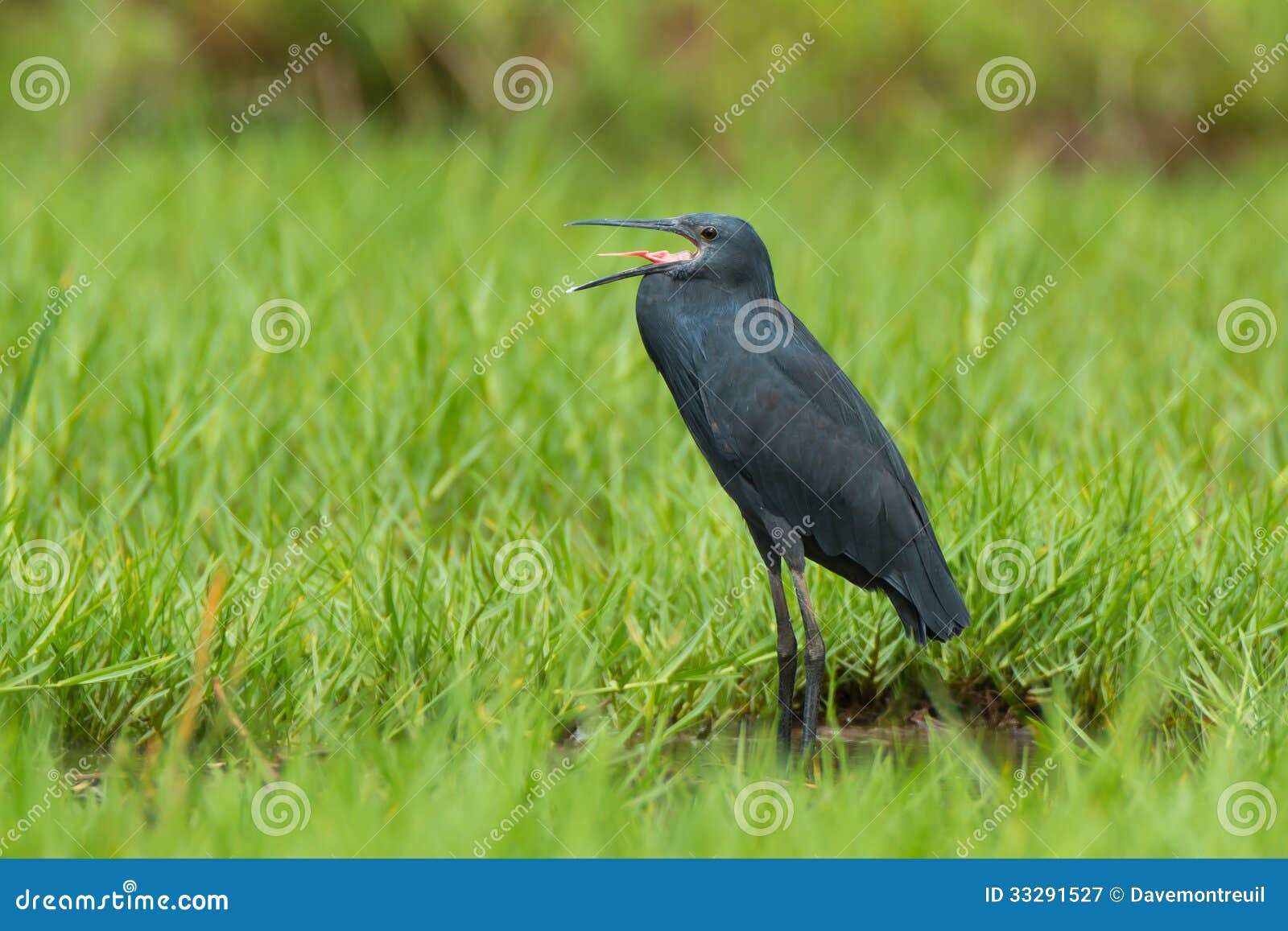 Black Egret Bird Perching On Branch By Lake Egretta Ardesiaca Royalty ...