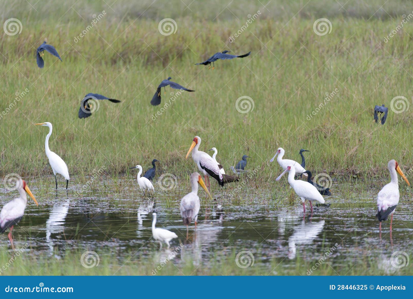 Black Egrets, Storks and Spoonbill Stock Image - Image of safari, black ...
