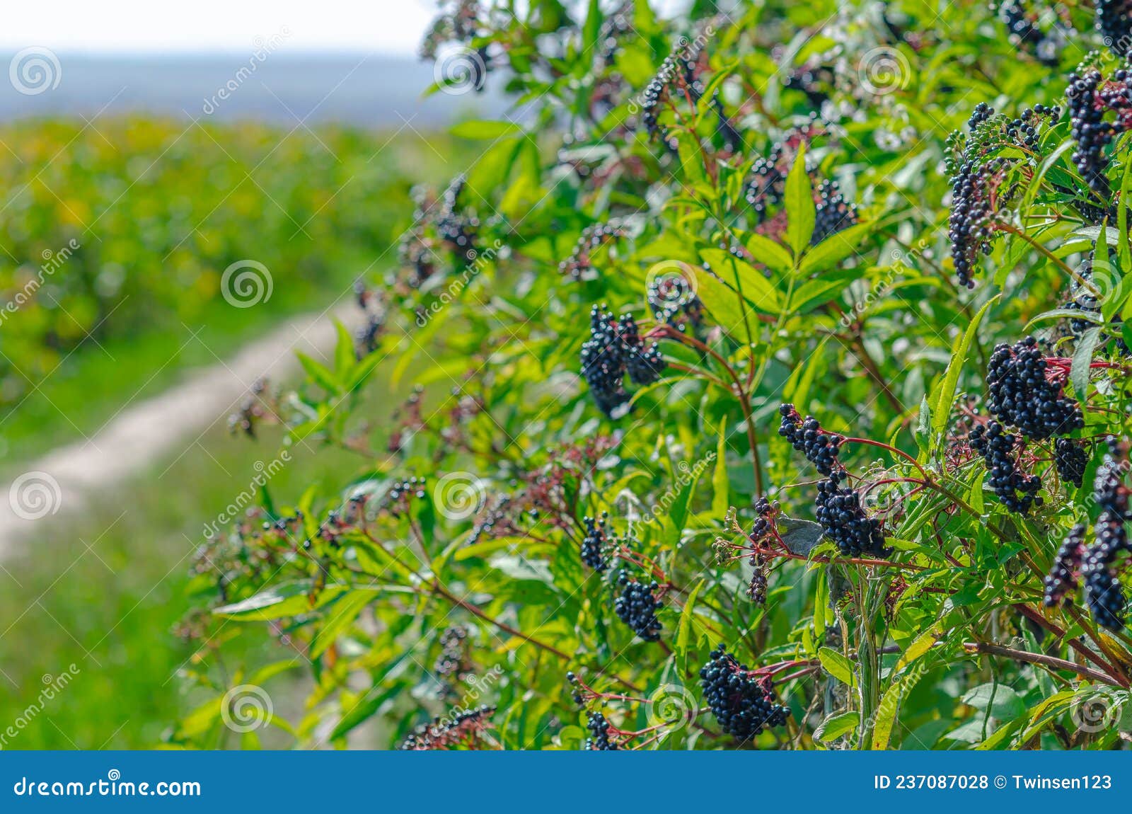 Black Elderberry Bushes Along Field Road Stock Photo - Image of green ...