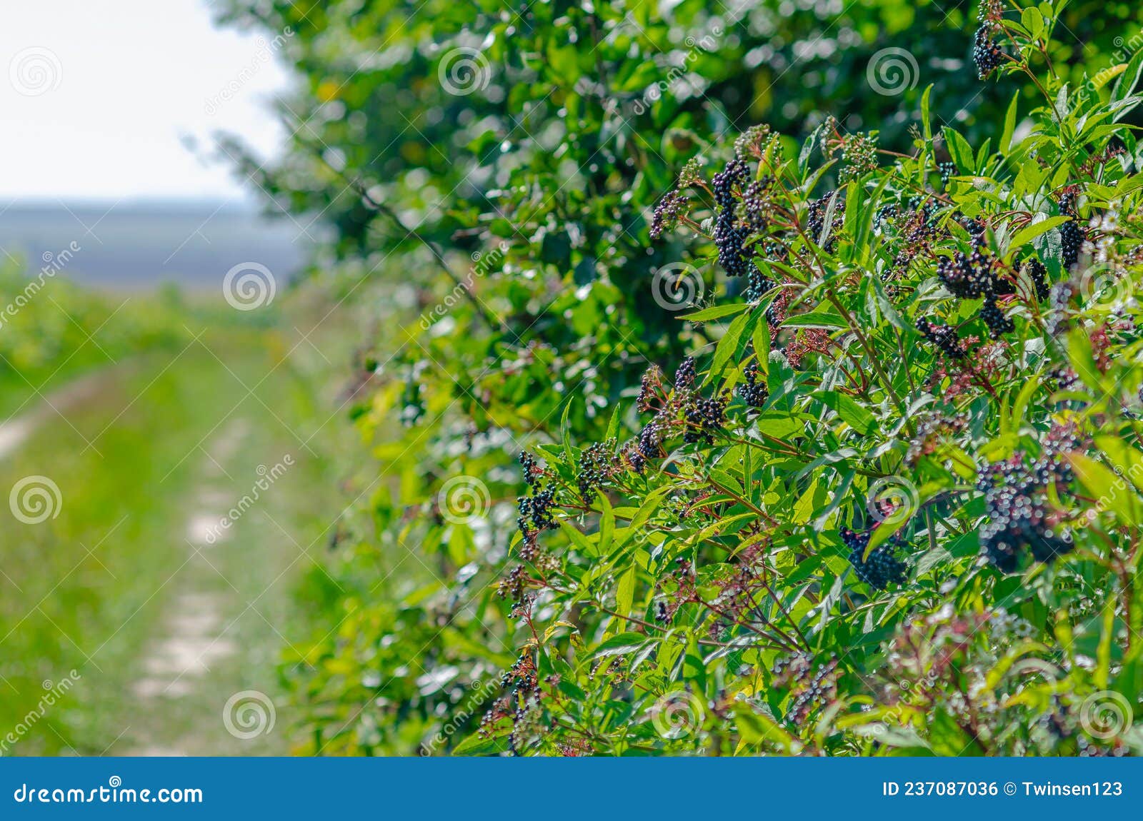 Black Elderberry Bushes Along Field Road. Stock Photo - Image of ...
