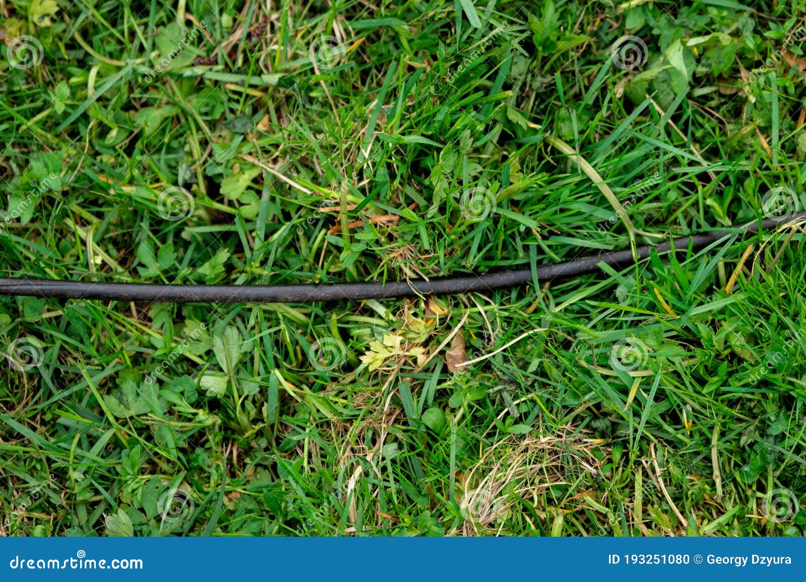 Black Electric Cable Lying in the Grass during Lawn Mowing Stock Photo ...