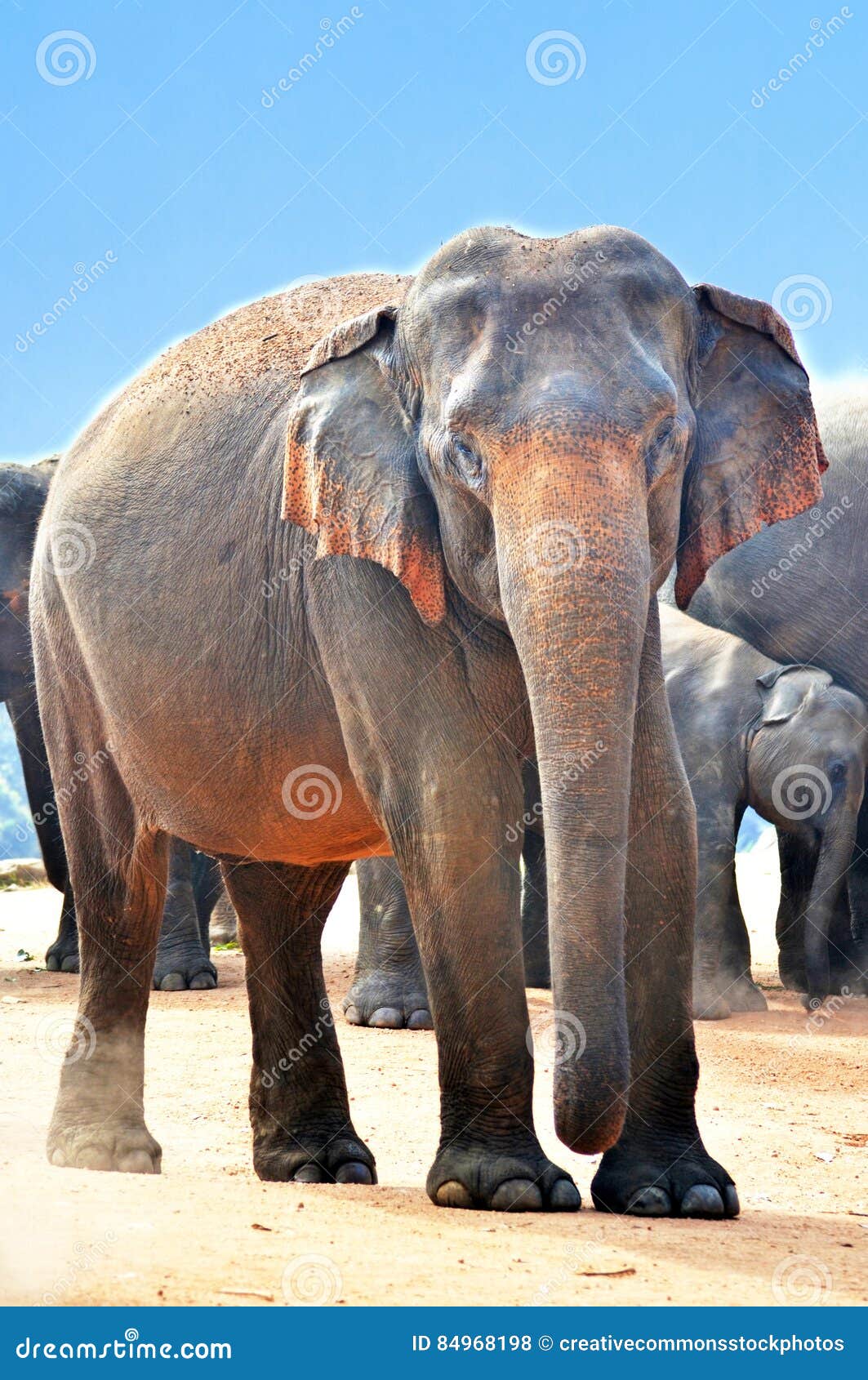 Black Elephant Picture. Image: 84968198